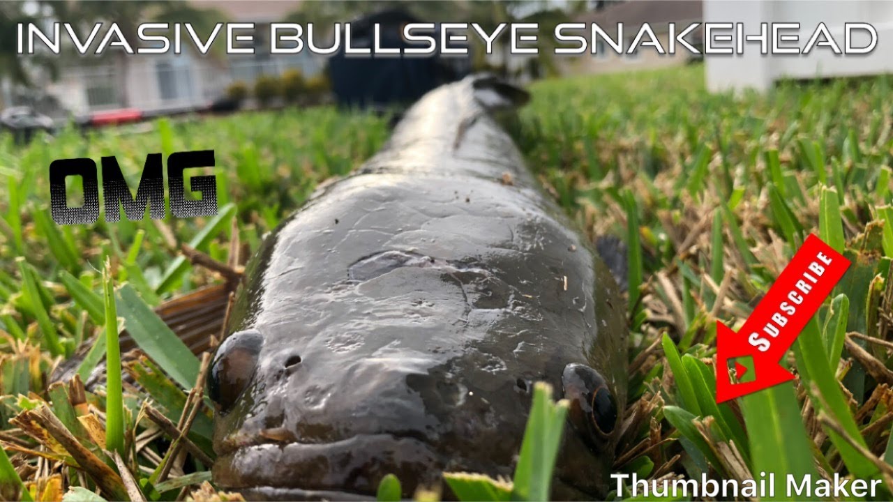 Fishing for Invasive Snakeheads with Topwater Frogs!!! - YouTube