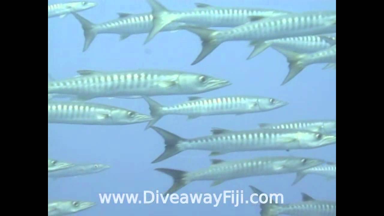 Barracuda Vortex! - YouTube