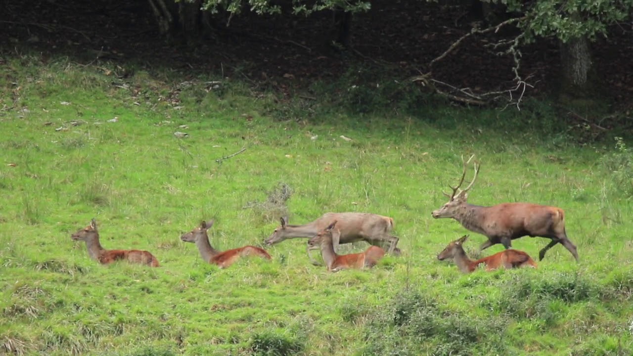 Brame Du Cerf N 2 En Pays D Aspet Cerf En Rut 28 09 2020 YouTube brame-du-cerf-n-2-en-pays-d-aspet-cerf-en-rut-28-09-2020-youtube