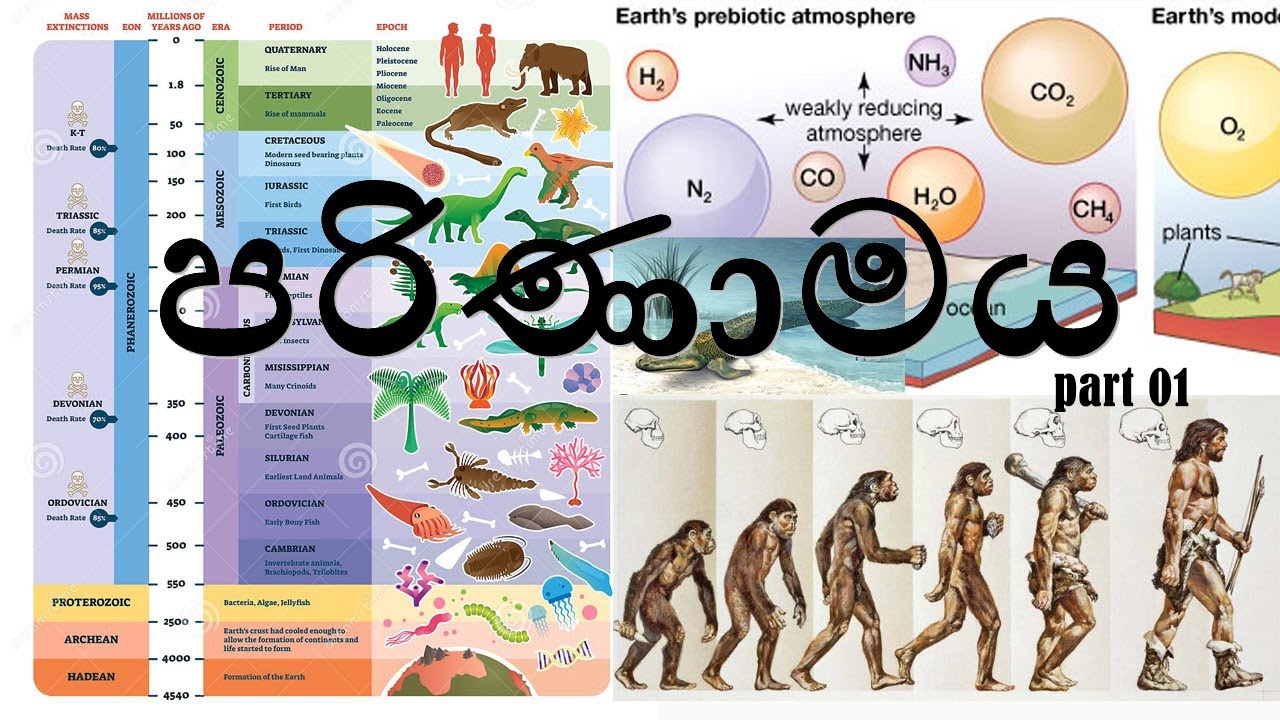 පරිණාමය Evolution - part 1 | AL biology lessons in sinhala - biology ...
