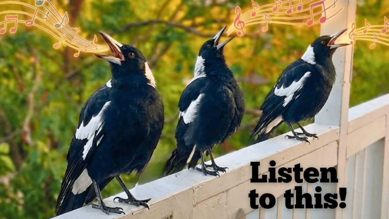 You Won’t Believe This MAGPIE Call — The Secret 3‑Bird Trick! - YouTube
