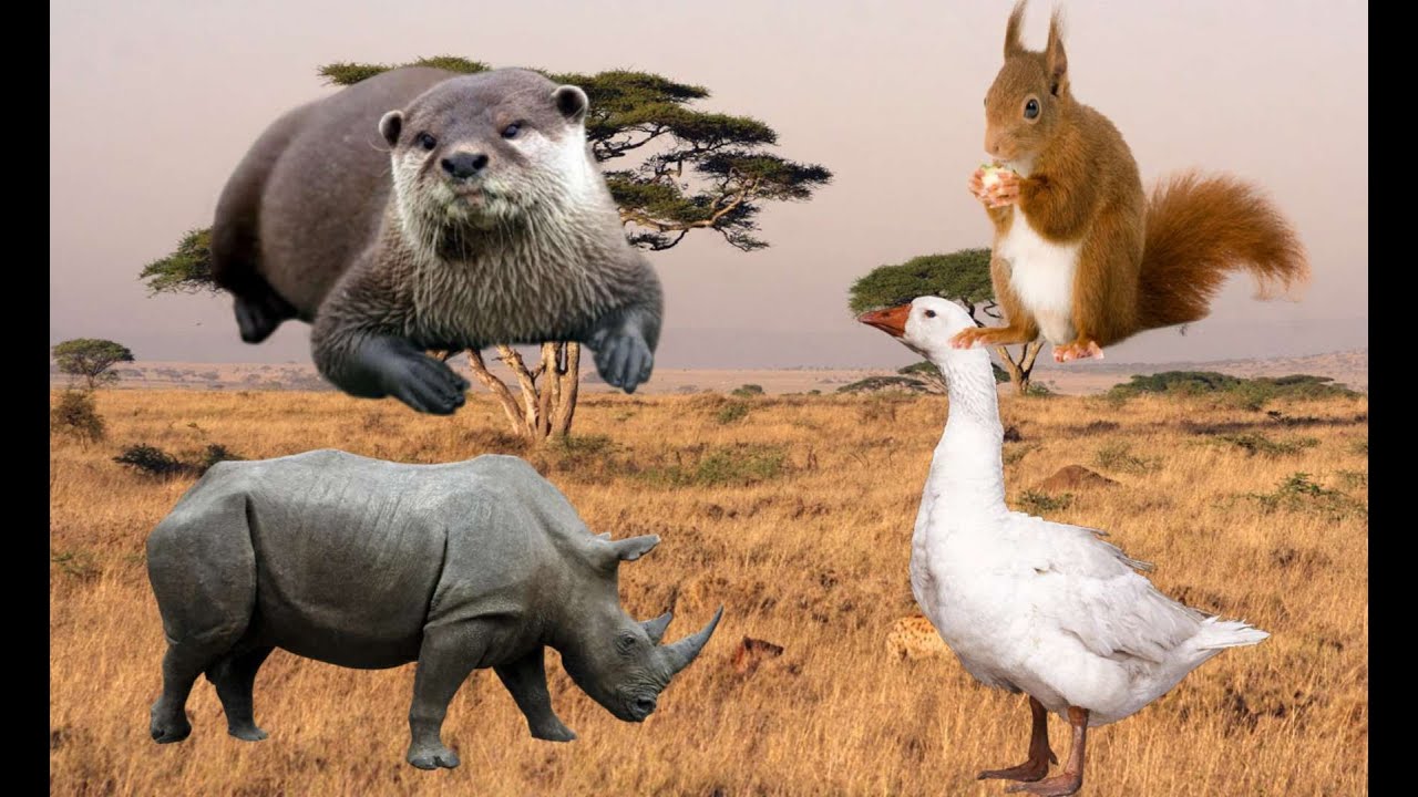 Fun with cute animals - goose rhinoceros otter monkey toad squirrel ...