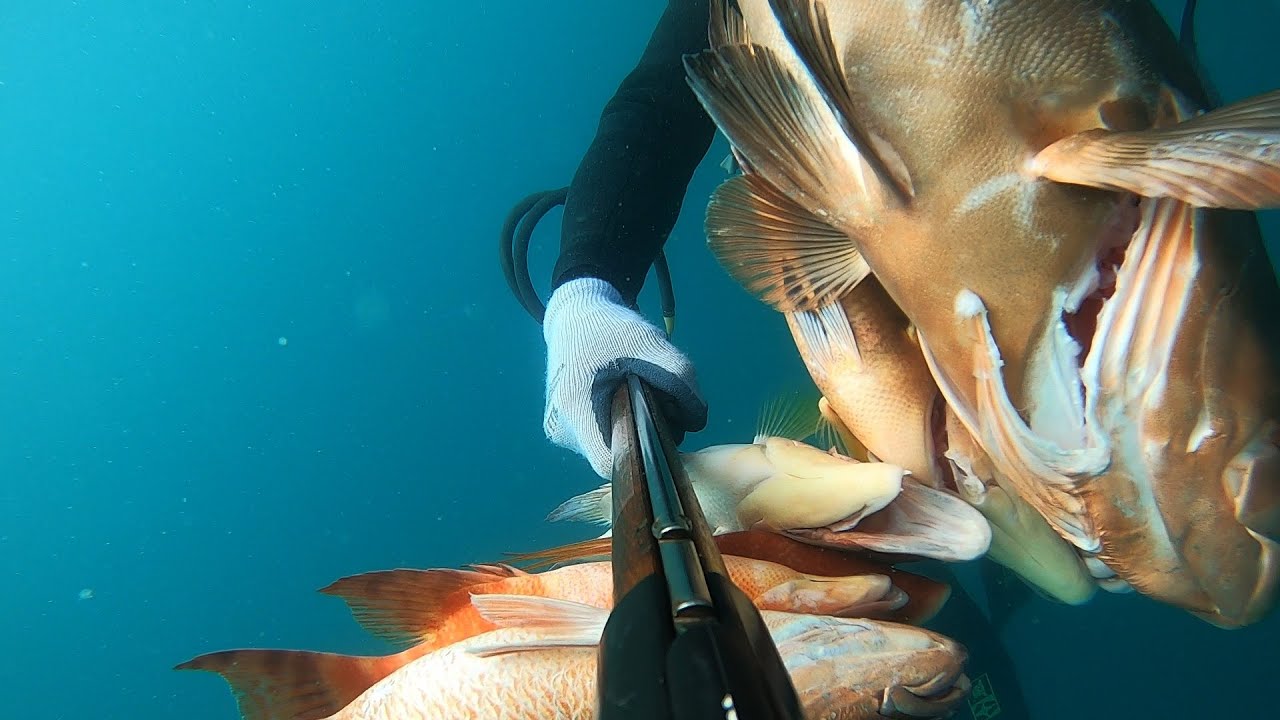 SO MANY FISH!!! SHALLOW DIVE South West Florida Catch Clean and Cook ...