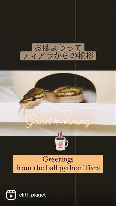 【Ball python】おはようってケージの手前まで挨拶しに来てくれたボールパイソンのティアラさん💕 Ball python Tiara ...