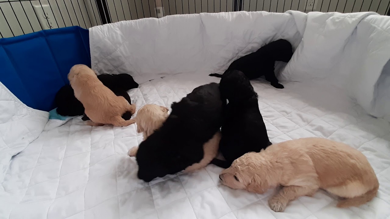 3 Week Old Standard Poodle Puppies - YouTube