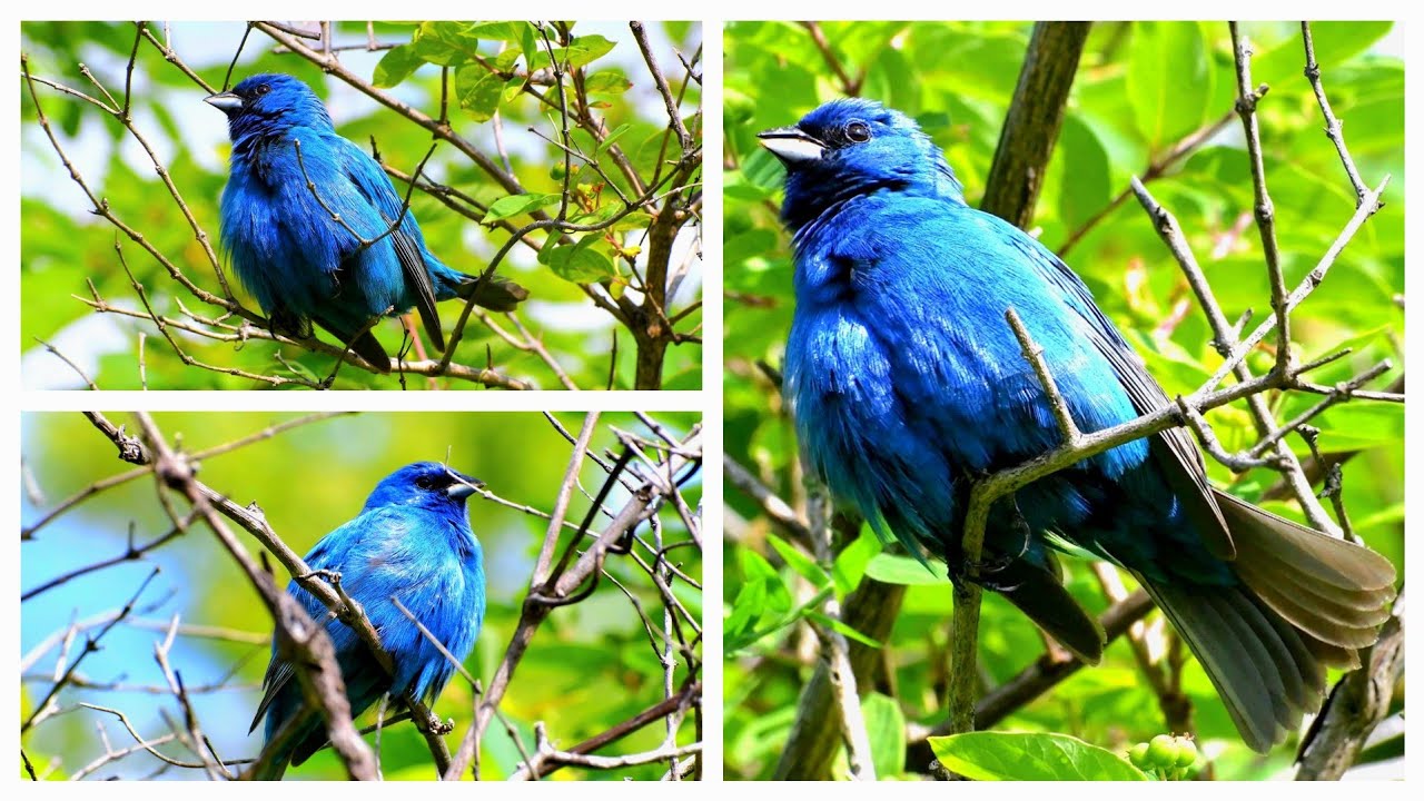 Beautiful Indigo Bunting singing .Canada wild animals series. , Nikon ...