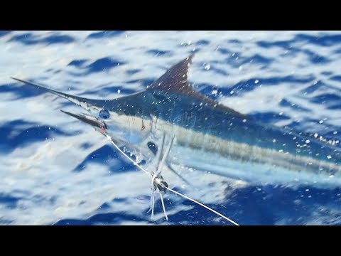 FINDING Marlin in Open Water | Current & Water Conditions | Capt. Chris ...