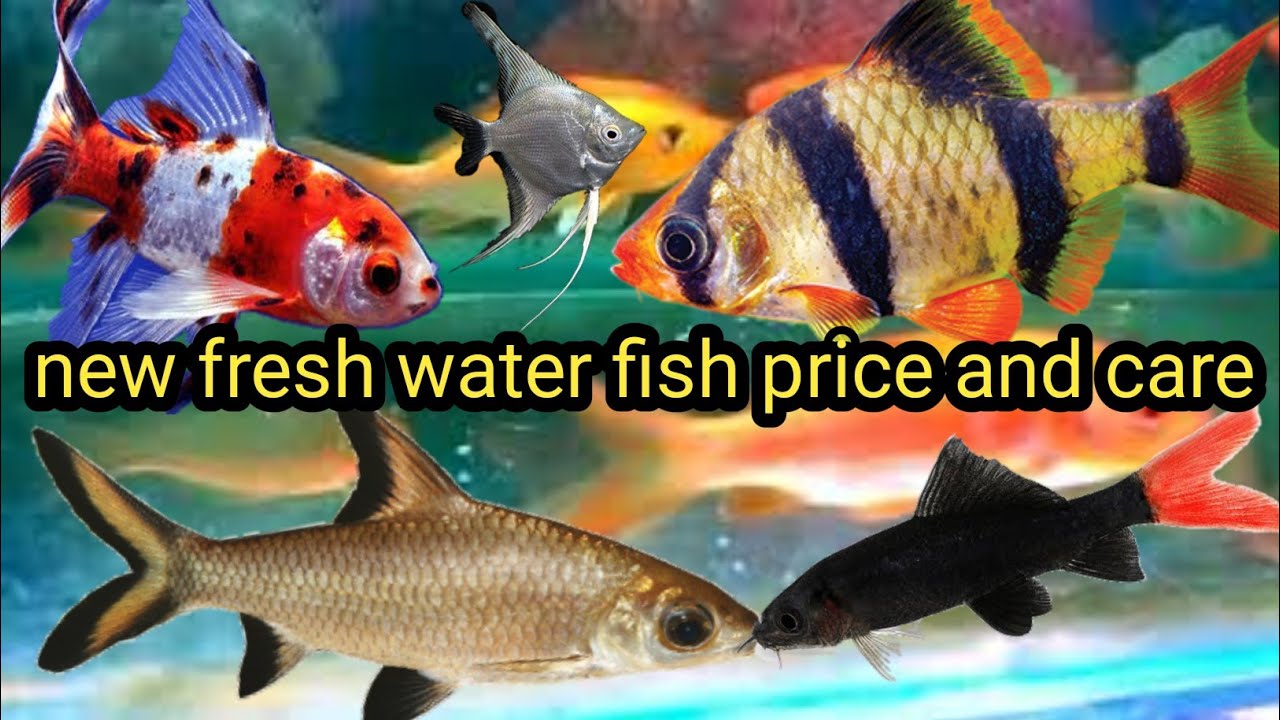 new aquarium fish silver shark tiger brb gold fresh water fish price ...