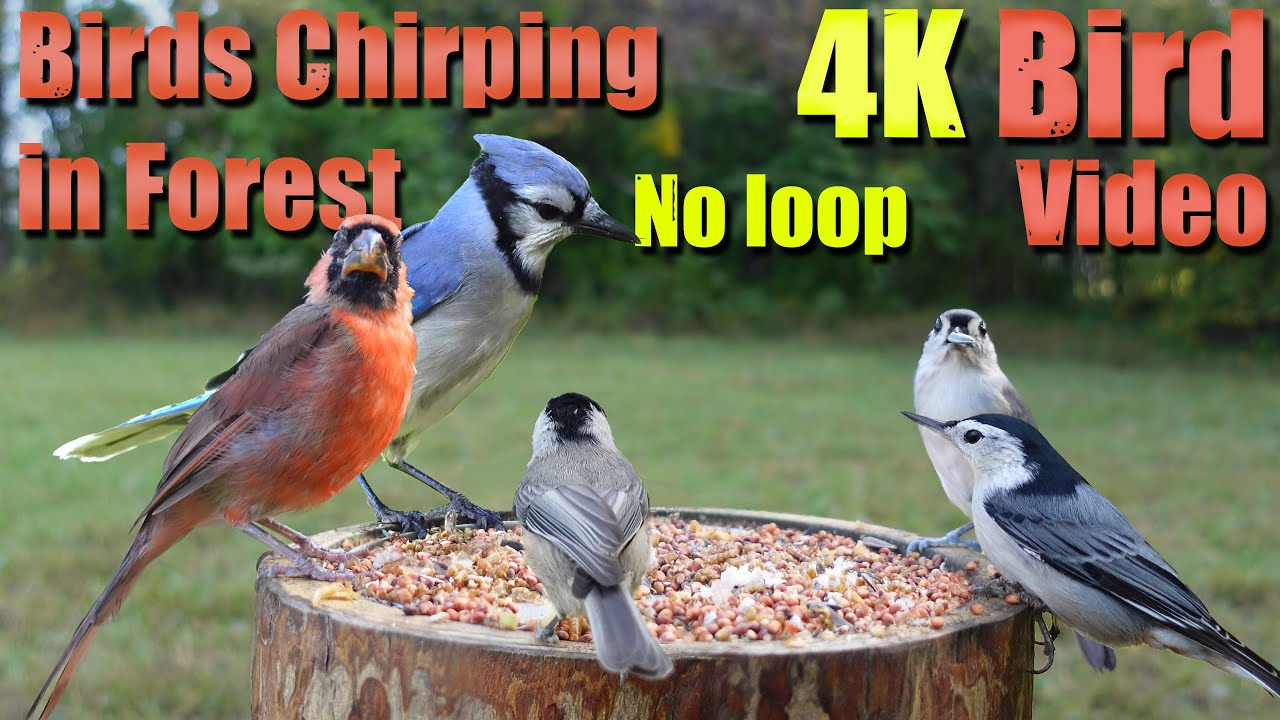 4 HRS Ambience Bird Singing in Forest, No loop, 4k UHD Bird Video for ...