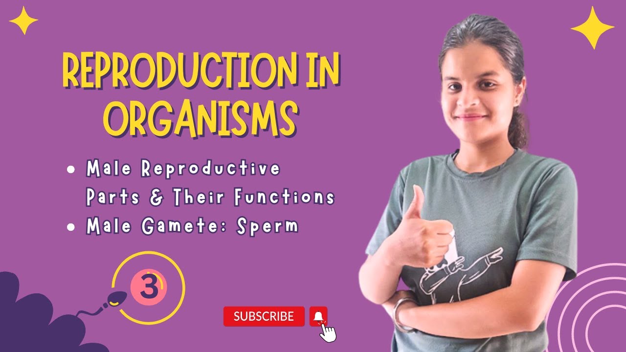 Part 3 | Male Reproductive System | Reproduction In Organism | Class ...
