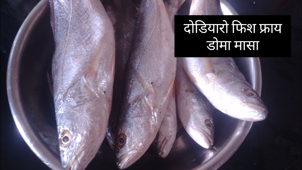दोडीयारो फिश फ्राय,Dodiyaro Fish Fry And curry - YouTube