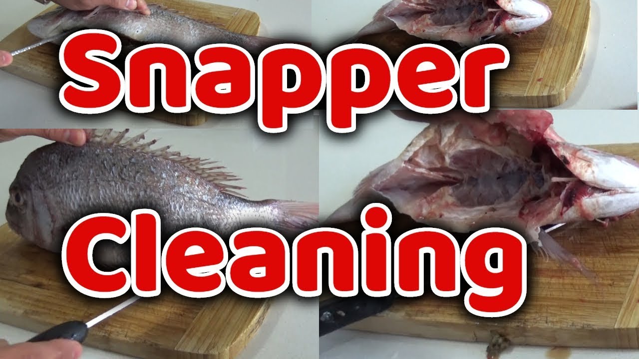 How to Cleaning and Fillet Snapper Fish How to Clean and Filleting ...