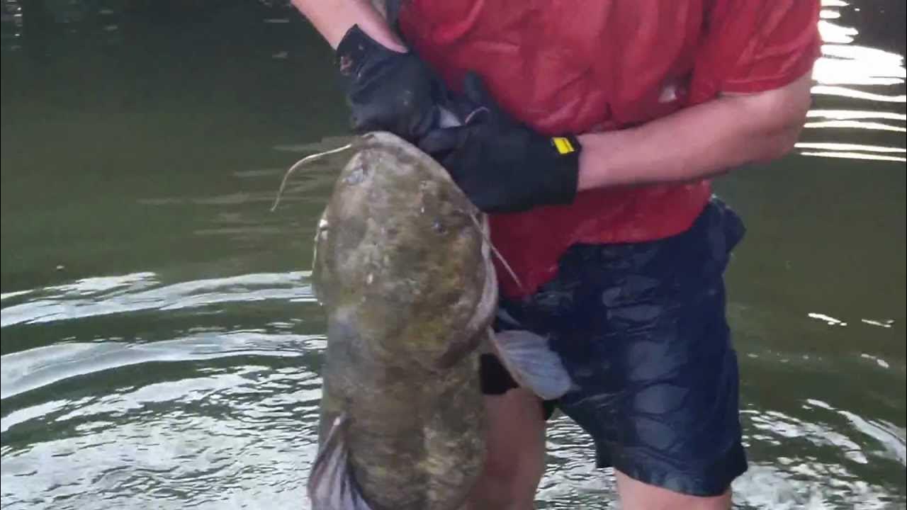 Big Flathead Catfish Noodling (Alabama Catfish Noodlers) - YouTube
