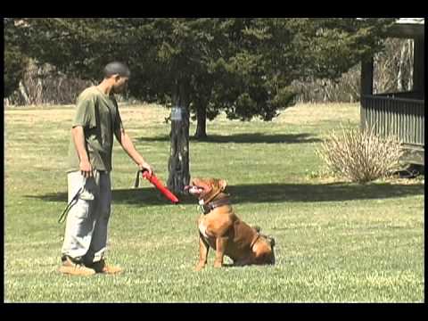 DDK'S THE GENERAL DOG PARK OB - YouTube