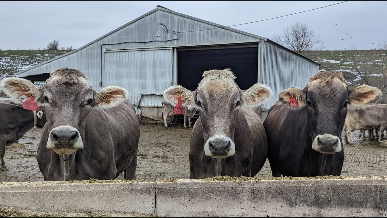 Viking Valley Farm 2023 #yearinreview In Pictures! - YouTube