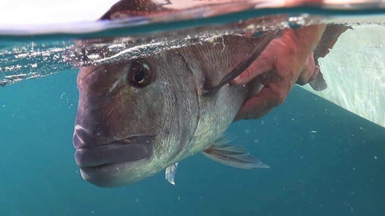 Hook in Mouth Tackle Fishing Compilation - YouTube