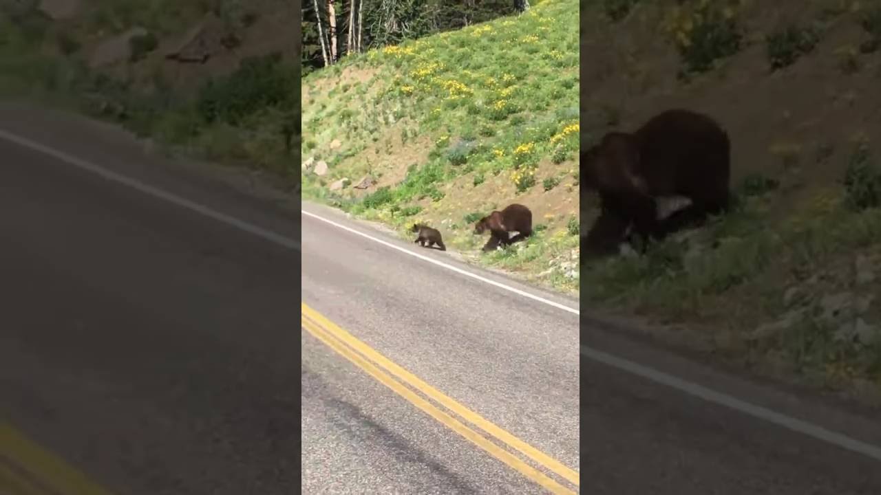 Grizzly Bears Crossing the Street Yellowstone - YouTube