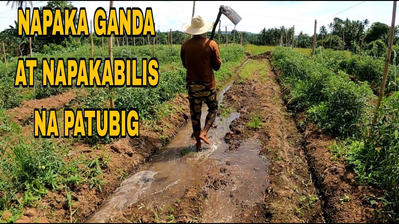 MAGANDA AT NAPAKABILIS NA PATUBIG SA PALAYAN PAG HARVEST NG ORDER NA ...