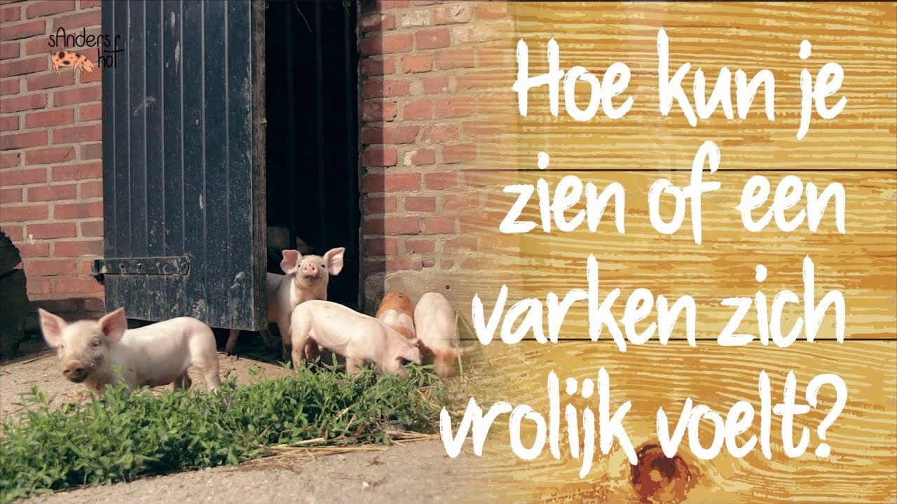#1 Hoe kun je zien of een varken zich vrolijk voelt? Feitjes over ...