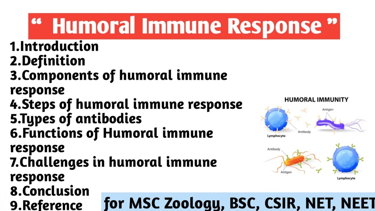 Humoral immune response | Components | Steps | Types | Functions ...
