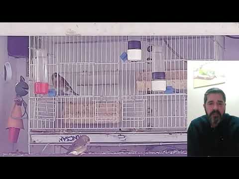 Flurya Mekanı - Kuşları Salarken Yapılan Hatalar