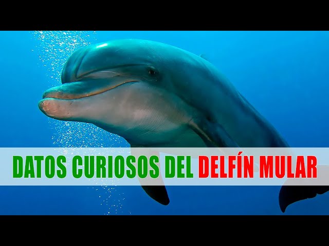 Datos Sobre El Delfín Mular