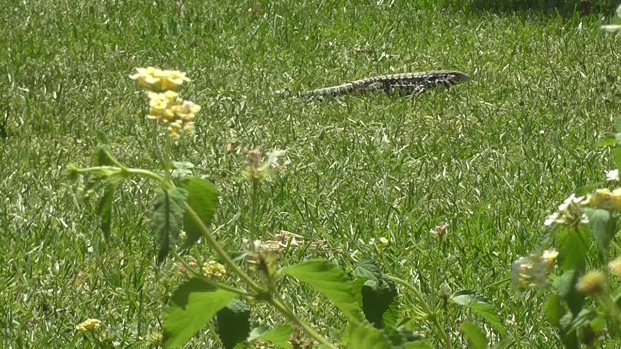 Iguana overa.Argentina. - YouTube