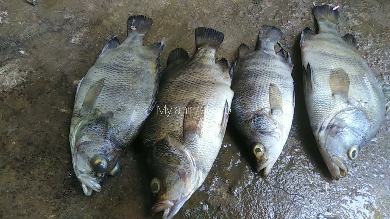 Kundala fish || କୁଂଡଳ ମାଛ - YouTube