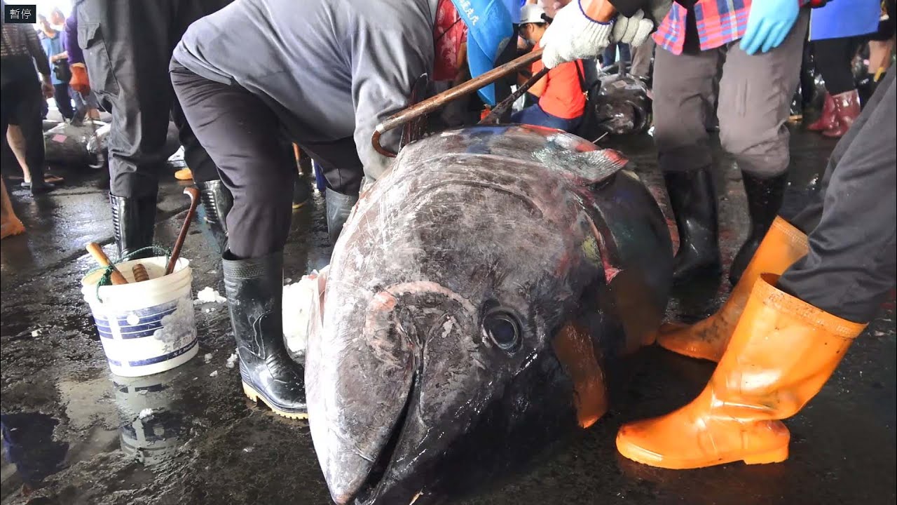 800 Pounds Massive Bluefin Tuna Catch & Precision Cutting - YouTube