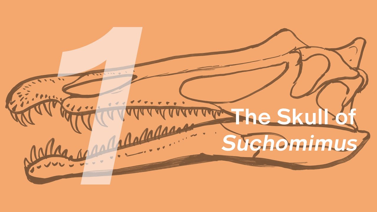 Thabo the Suchomimus 1: The Skull | Learn to Draw Dinosaurs with ZHAO ...