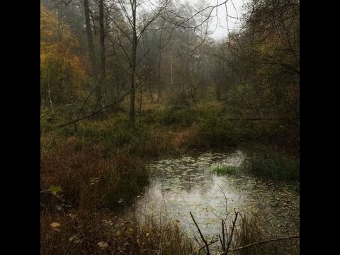 Pinegrove - Need 2 // slowed + reverb - YouTube