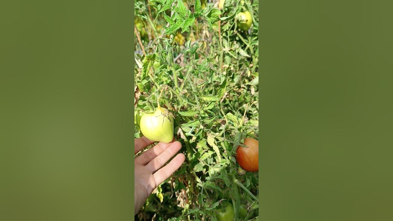 12 октября. Абаканский розовый томат ещё цветëт. #помидоры # ...