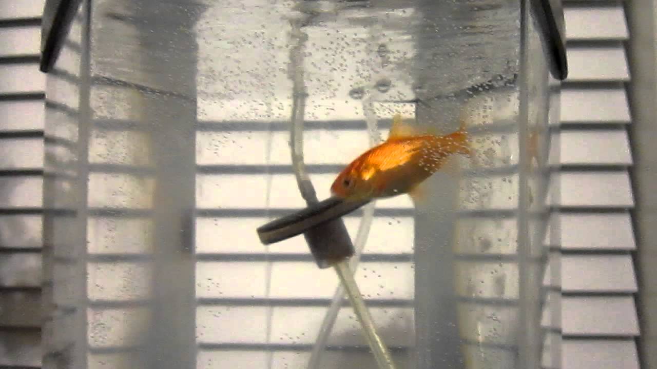 Saving a Comet Feeder Goldfish - YouTube