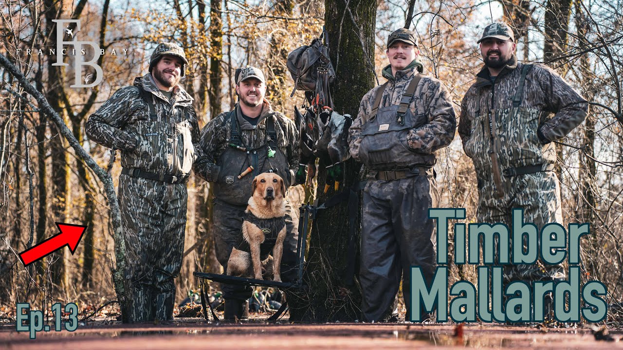 Timber Mallards - Duck Hunting the Green Tree Reservoir in Arkansas ...