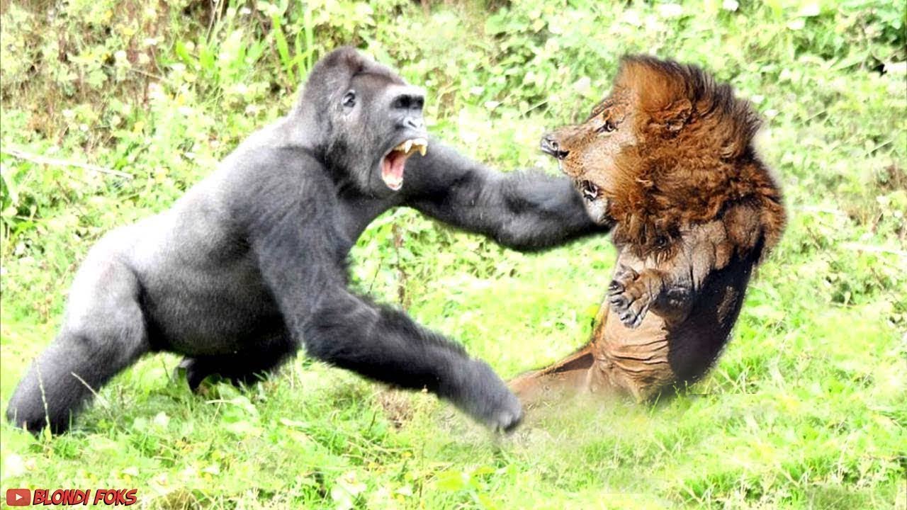 사자 VS 개코원숭이 Lion Baboon Real Fight! - YouTube