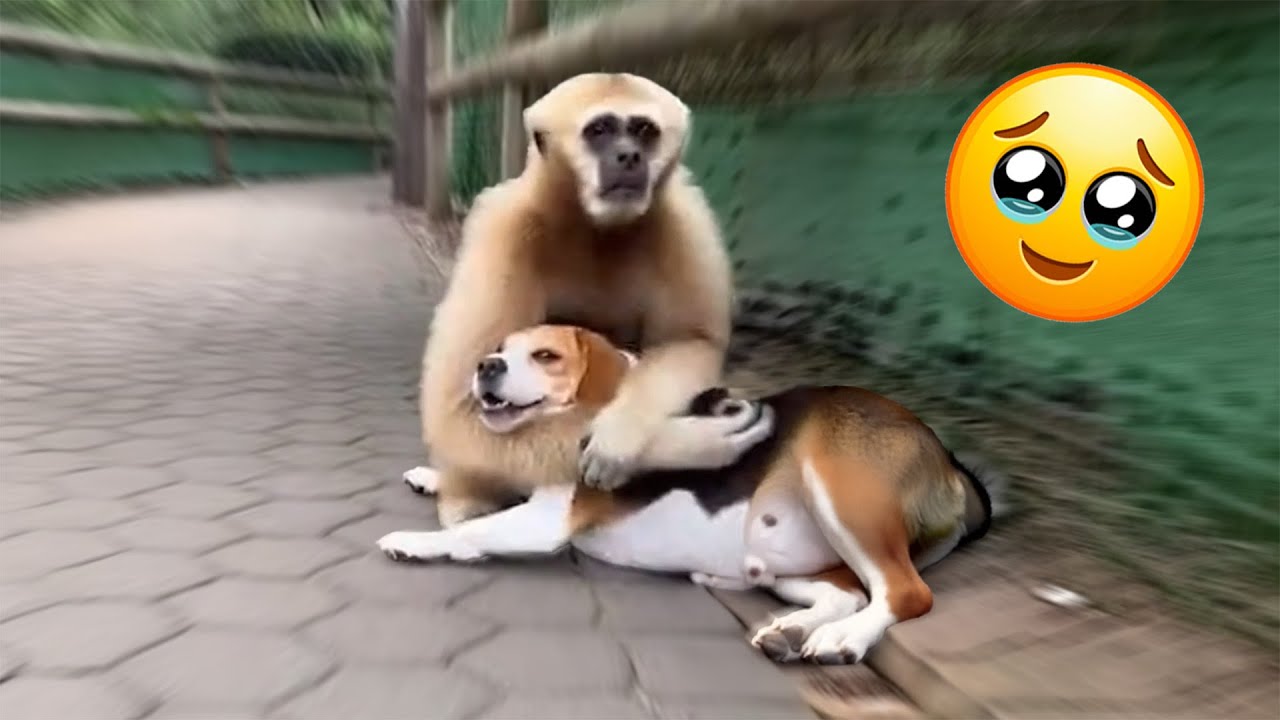 Animals Show Pure Love in the Most Emotional Ways… These Moments Stay ...