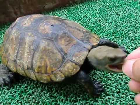 おはよう^^ Japanese pond turtle - YouTube