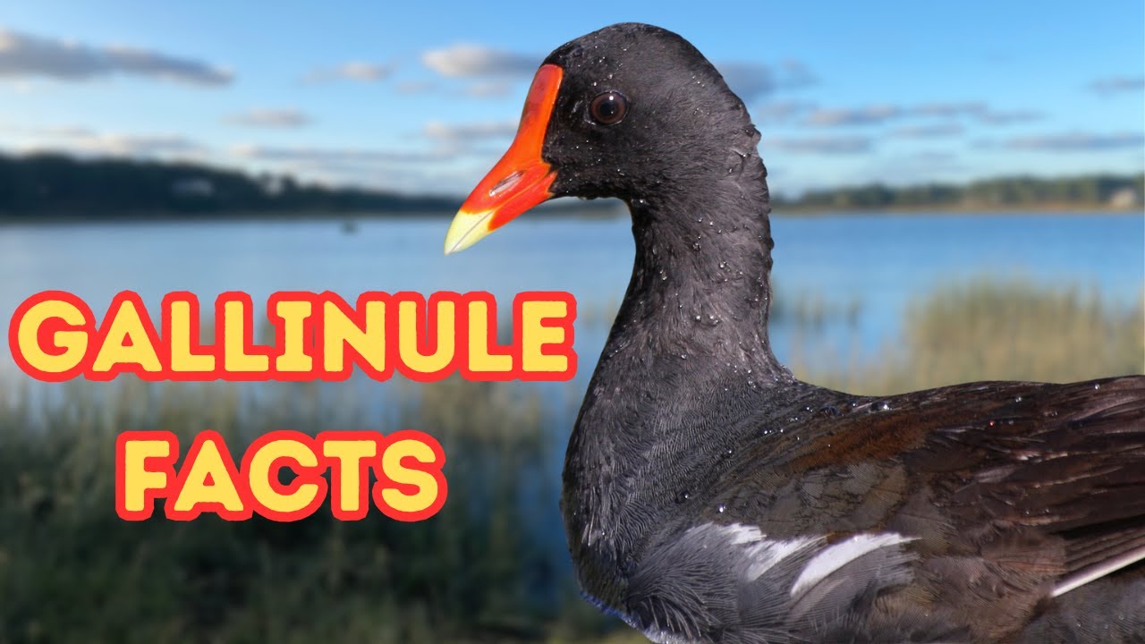 Discover the Common Gallinule: 5 Intriguing Facts - YouTube