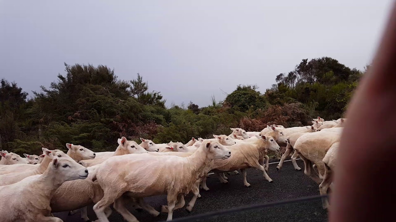 Stampede of sheep in New Zealand | CONTENTbible - YouTube
