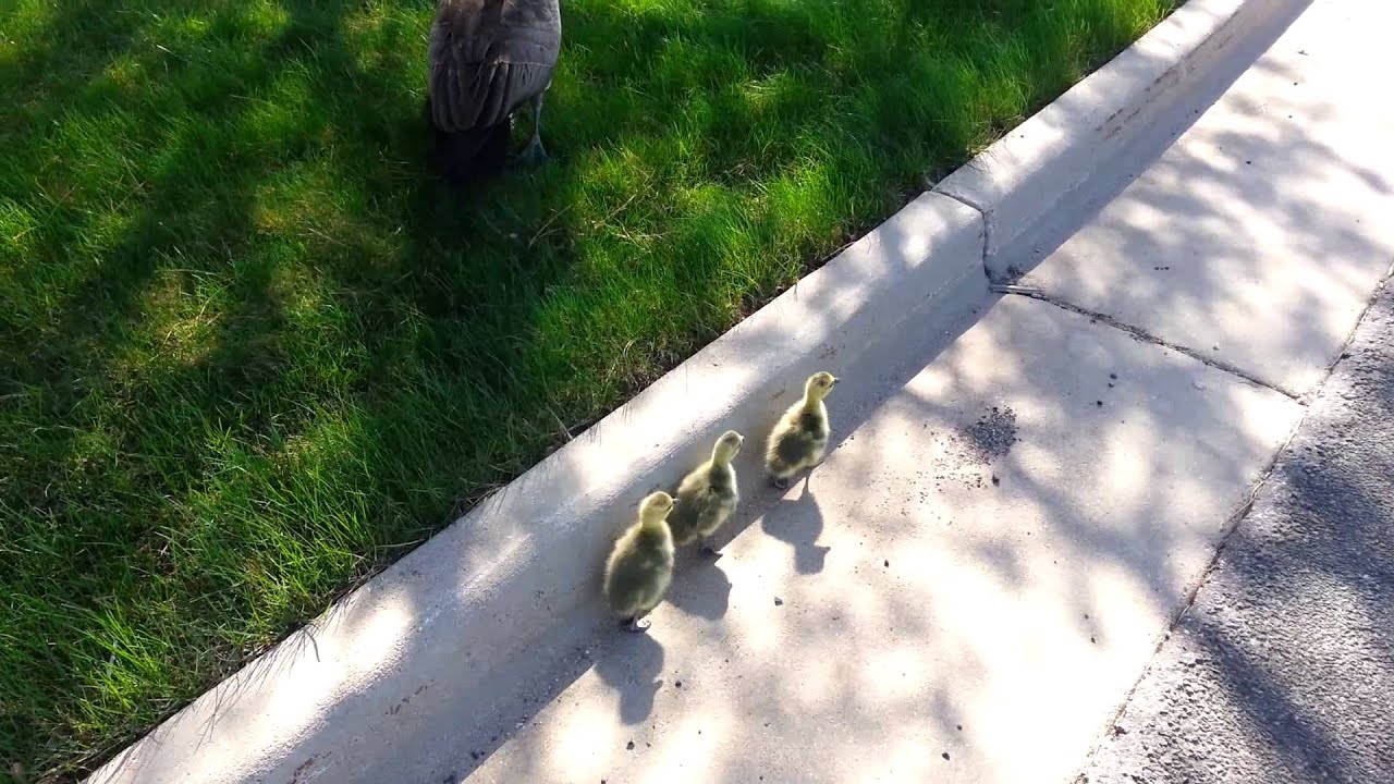 Mother Goose honks her horn! - YouTube