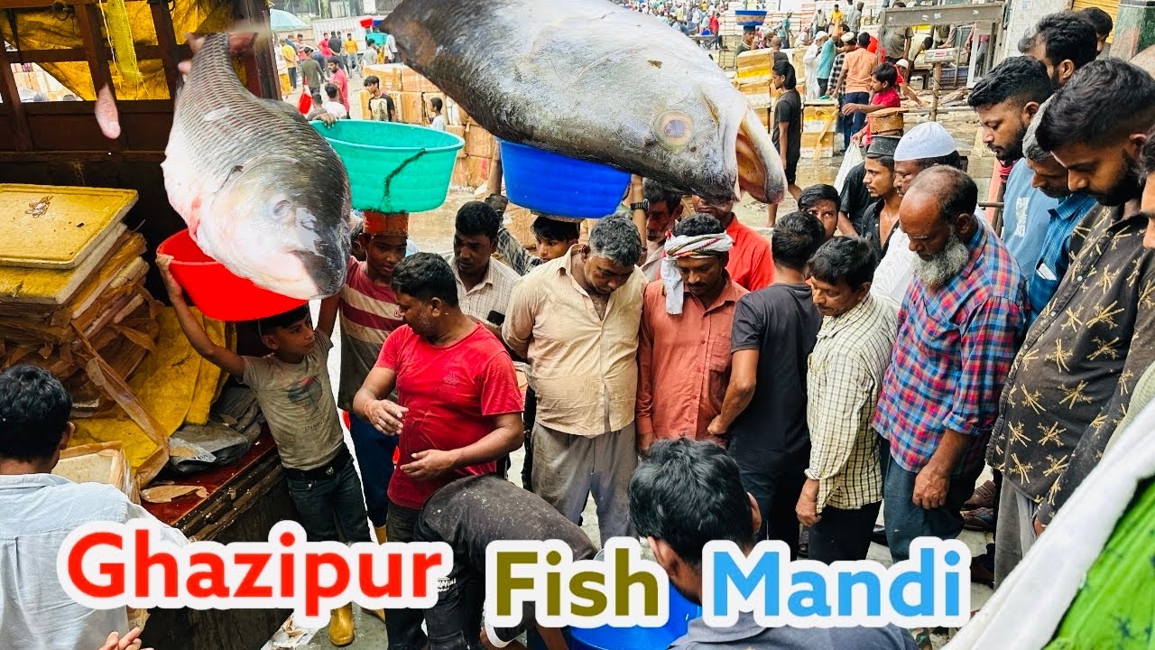 दिल्ली का सबसे सस्ता मछली मार्केट Ghazipur Fish Mandi Price & Quality ...
