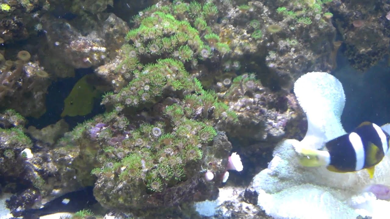 Majano Anemone Reef - YouTube