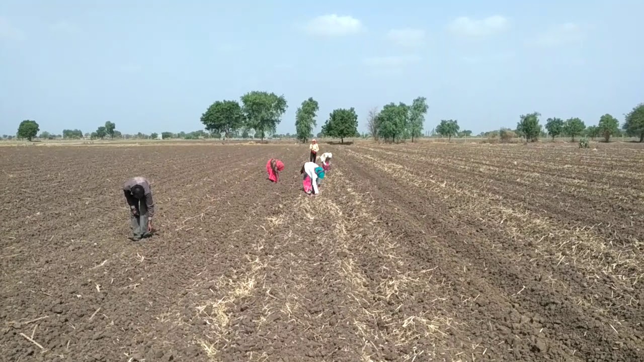 Cotton seeds sowing - YouTube