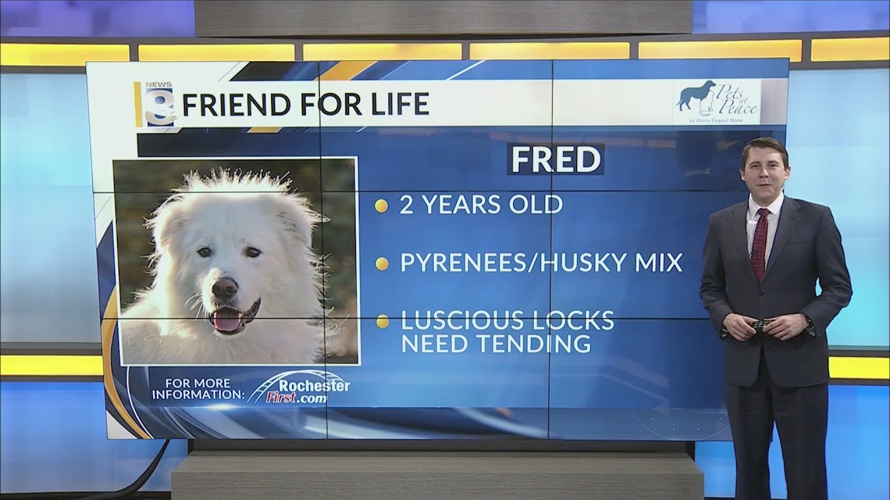 Friend For Life: Meet Fred - YouTube