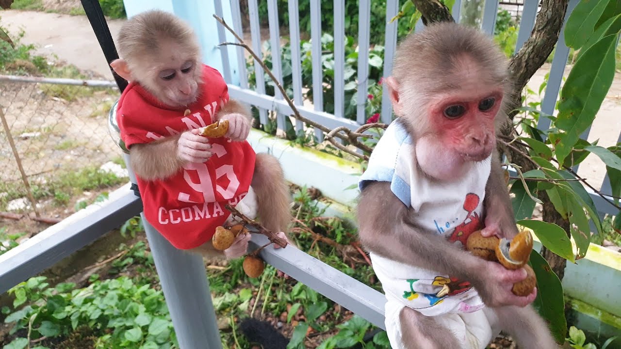 The cute expressions of baby monkeys Bob and Bi when eating fruit - YouTube