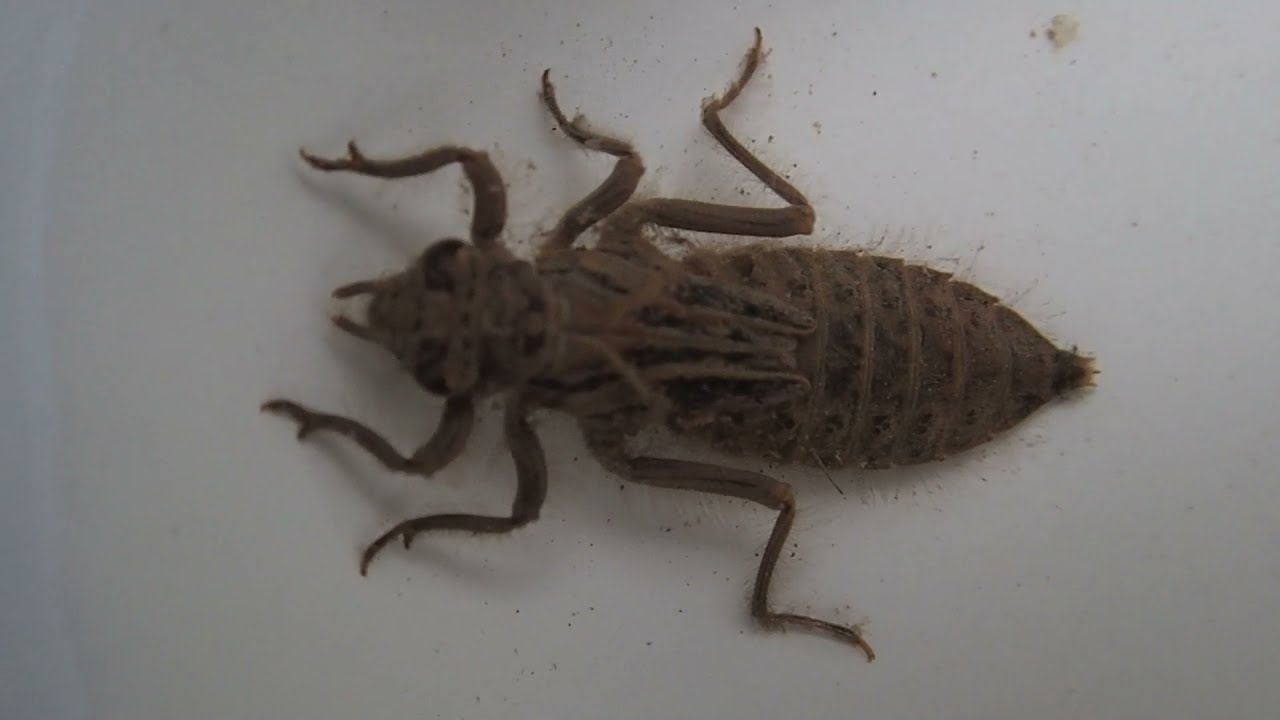 Group 18: Dragonflies and Damselflies (Gomphus vulgatissimus nymph ...