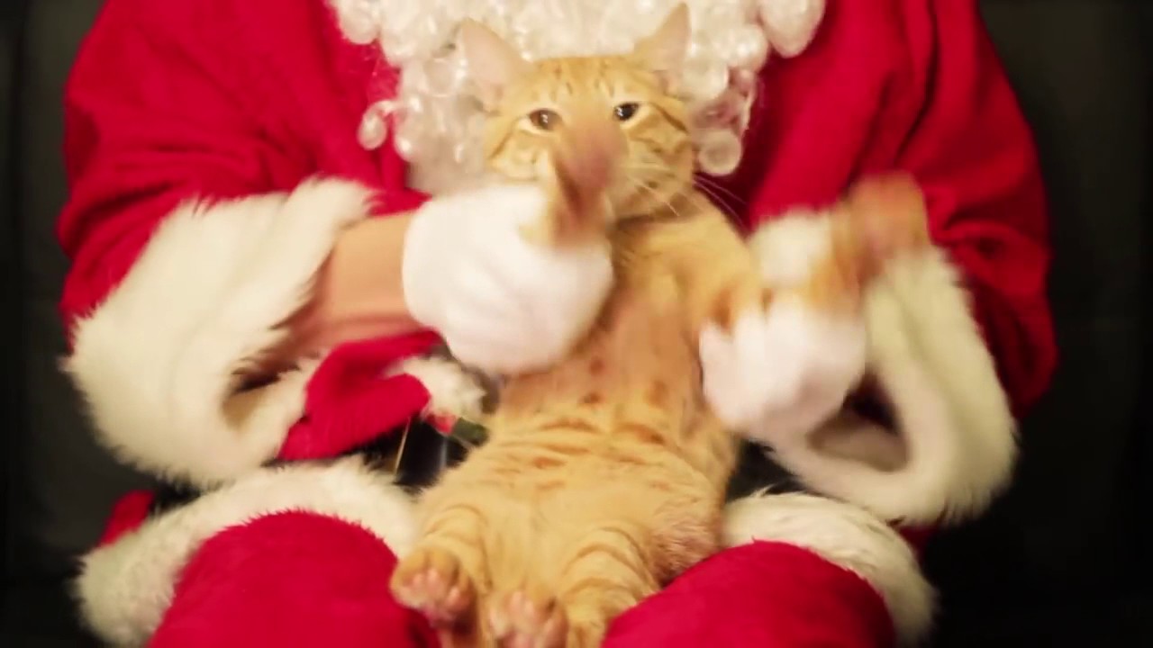 Dubstep Cat Christmas - YouTube