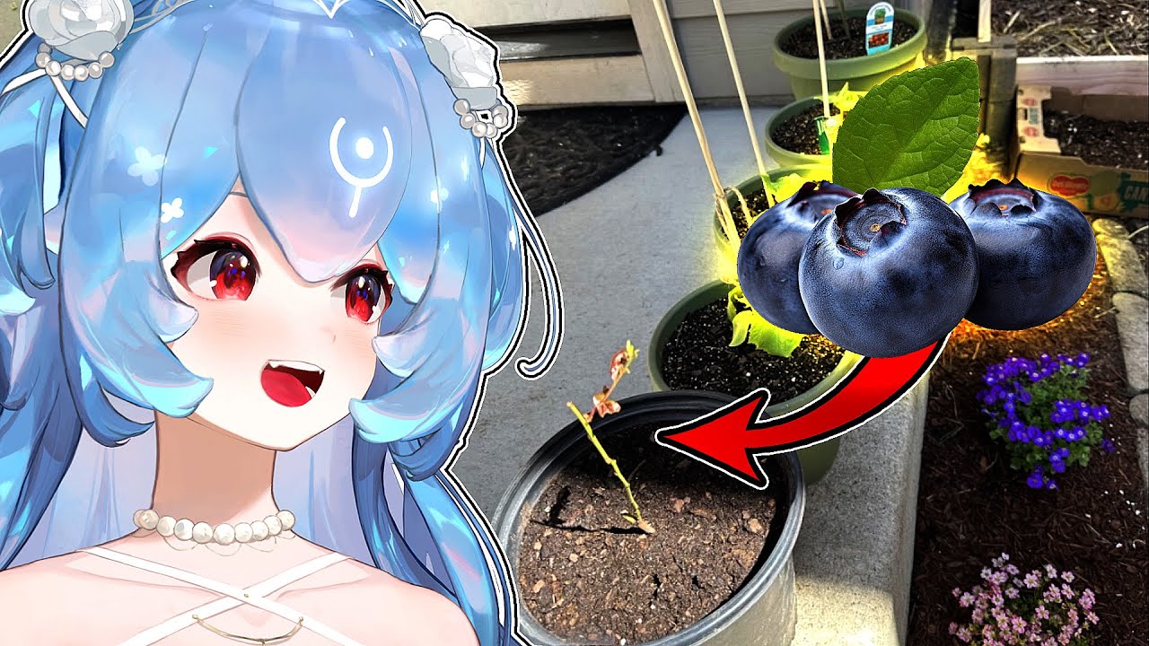 Bao planted The Blueberry - YouTube