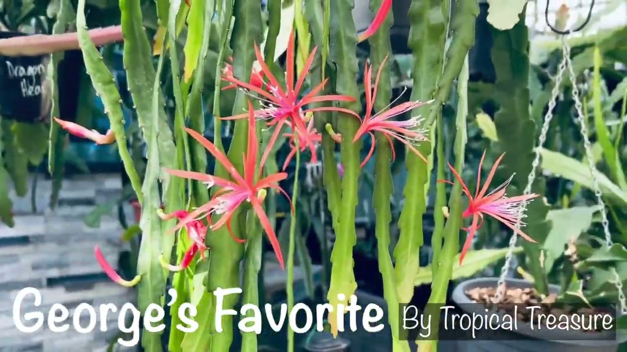 Epiphyllum 'George's Favorite'