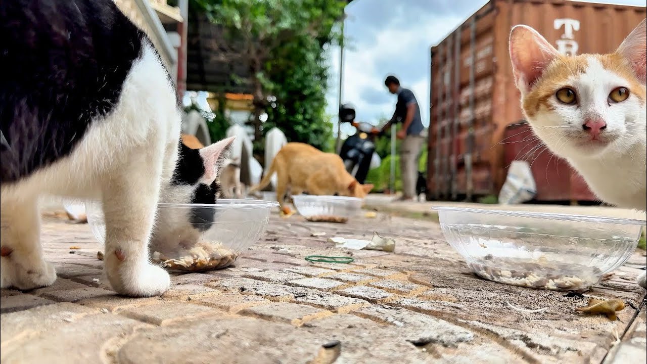 Many stray cats greet me every time I go there and then ask for food ...